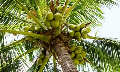 Coconuts - Cargo Handbook - the world's largest cargo transport ...